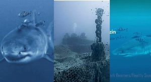 Squalo bianco nello Stretto di Sicilia, il raro avvistamento durante un ...